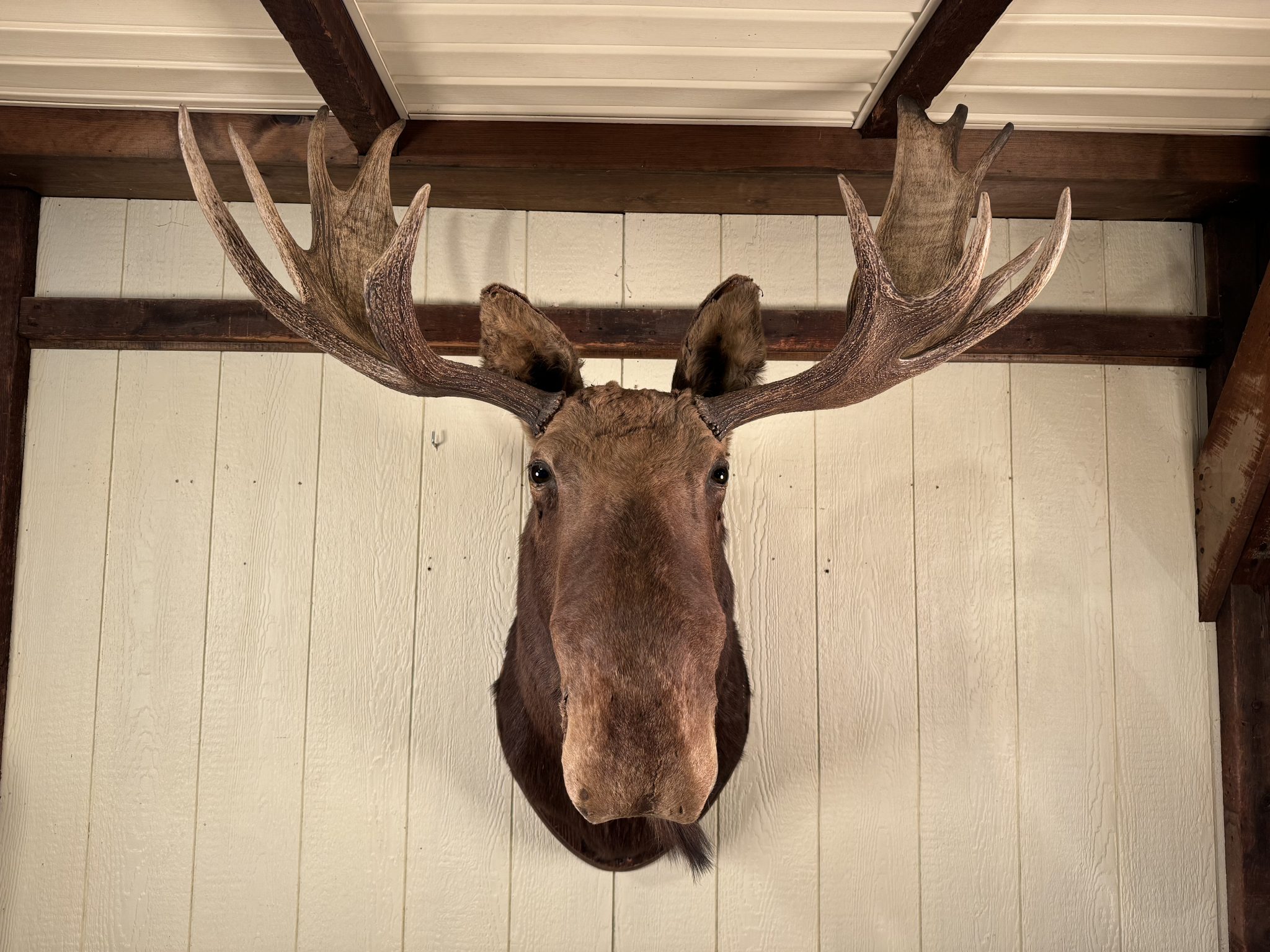 Mounted Moose Head - Doug Schmitt Antiques