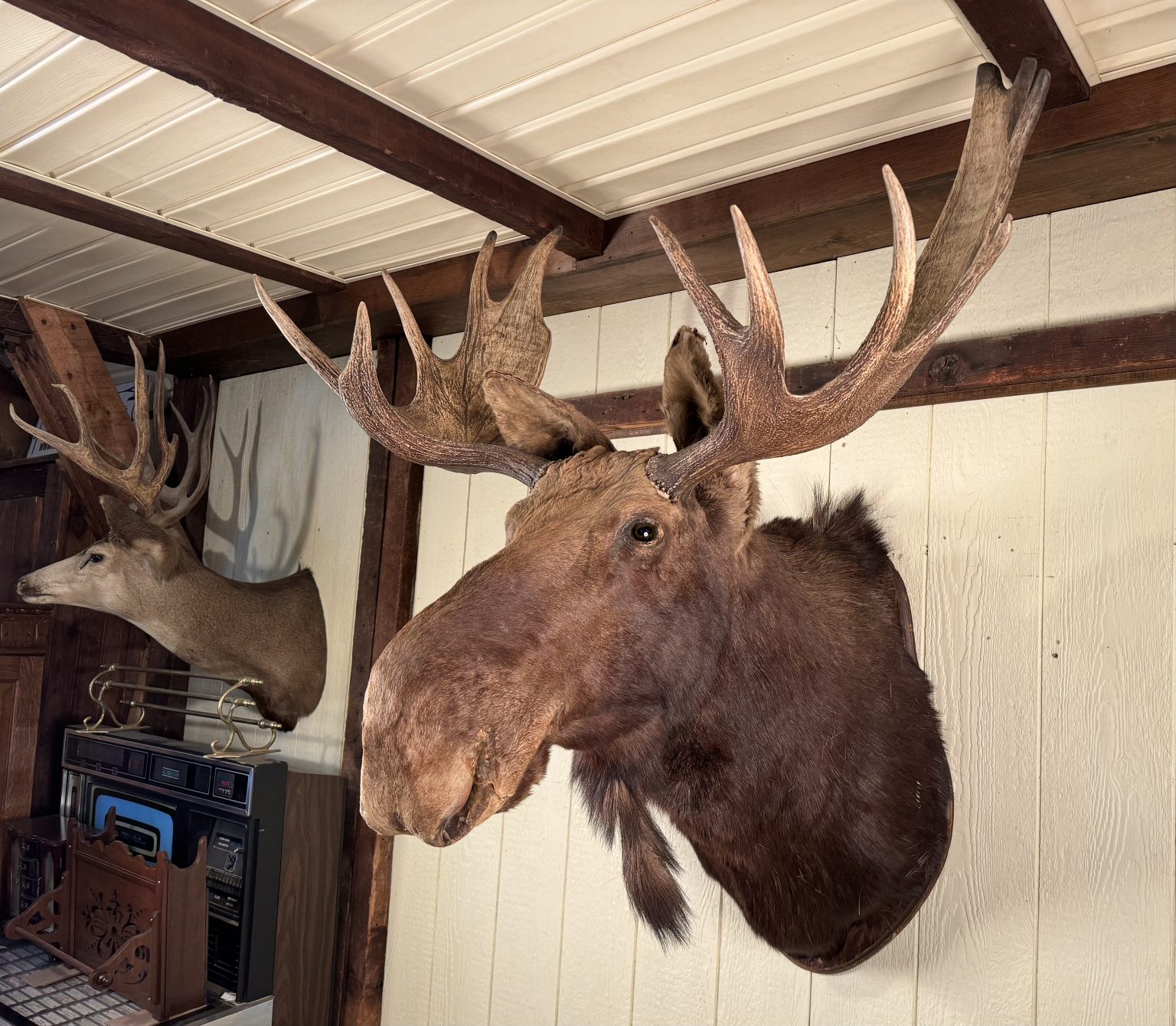 Mounted Moose Head - Doug Schmitt Antiques