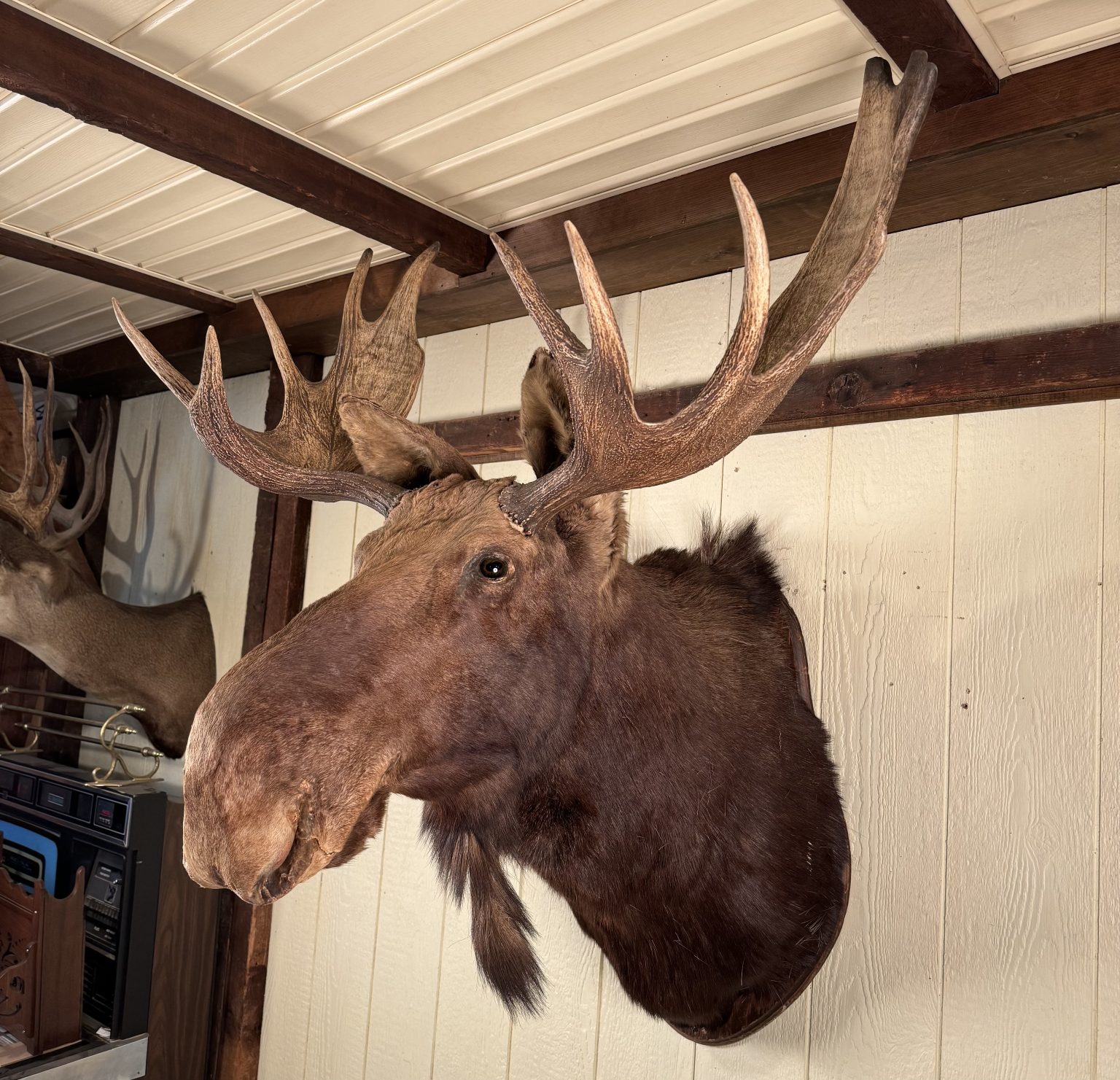Mounted Moose Head - Doug Schmitt Antiques